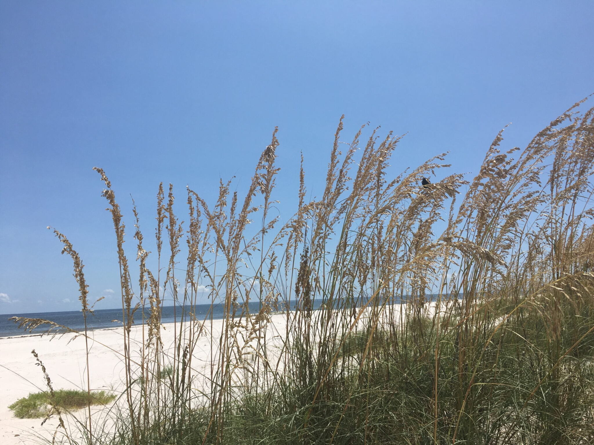 Beaches Near Tallahassee • choosetallahassee.com